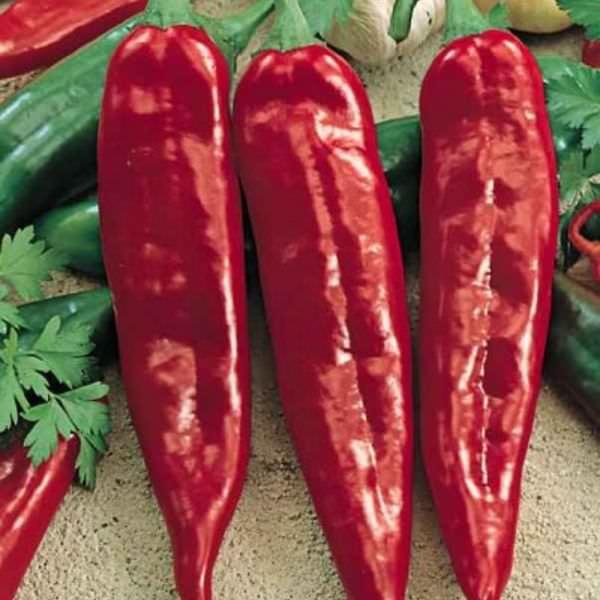 FRESH RED CHILE HARVEST OVER SEE YA IN 2026